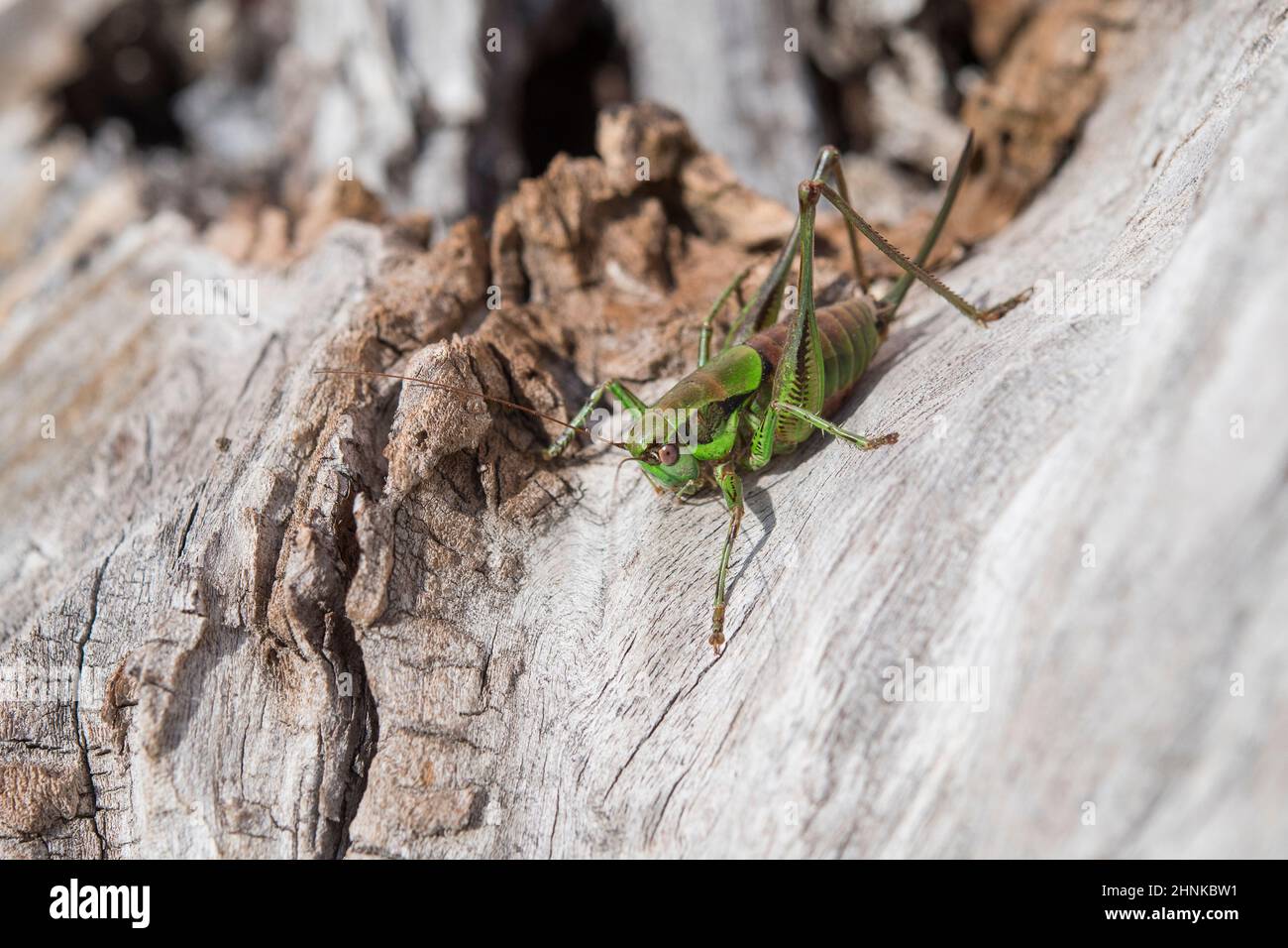 Schmidt's Marbled Bush-cricket (Eupholidoptera schmidti), female Stock ...