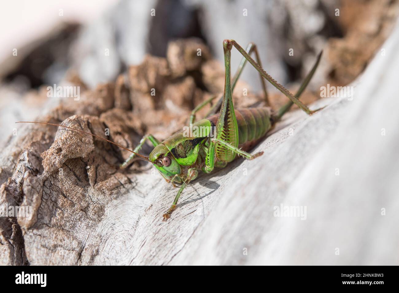 Schmidt's Marbled Bush-cricket (Eupholidoptera schmidti), female Stock ...