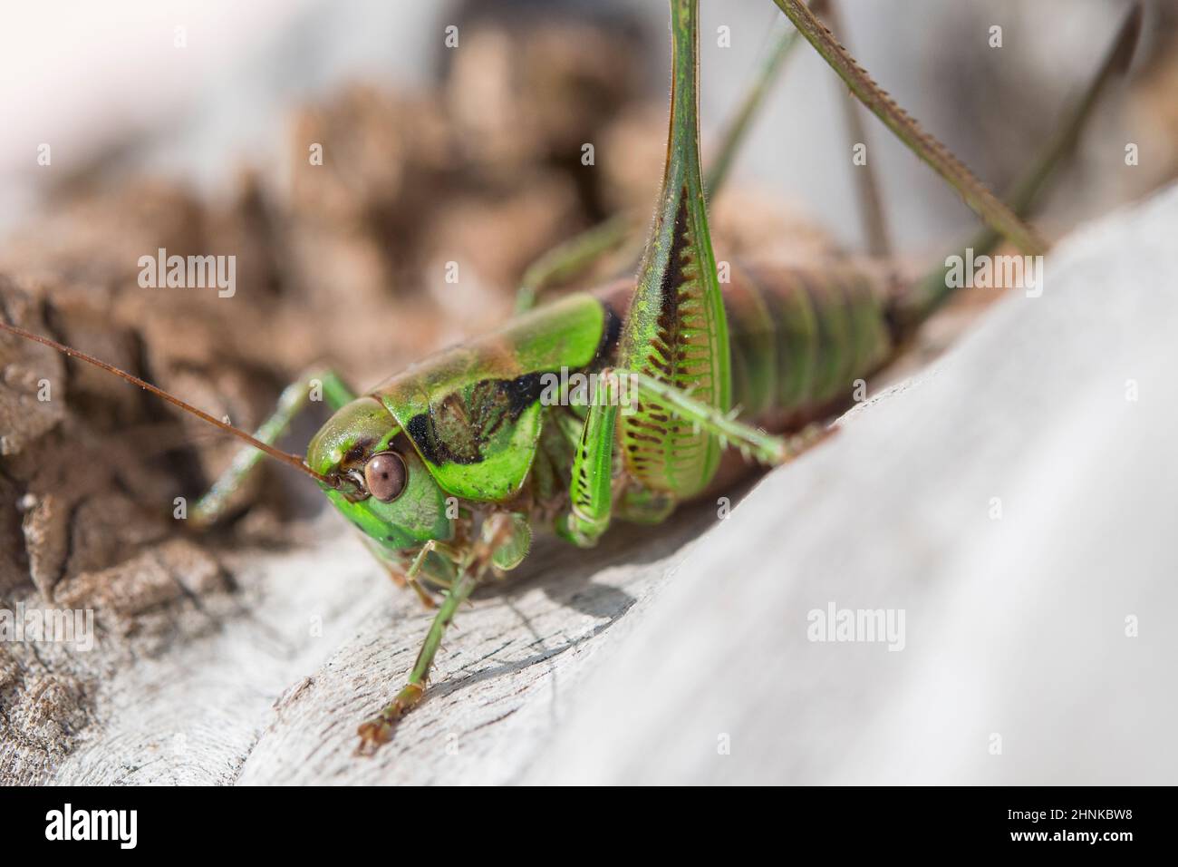 Schmidt's Marbled Bush-cricket (Eupholidoptera schmidti), female Stock ...