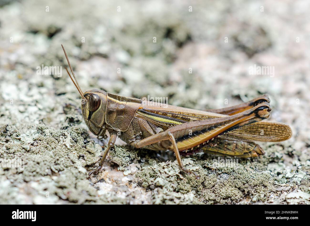 Lamenting hi-res stock photography and images - Alamy