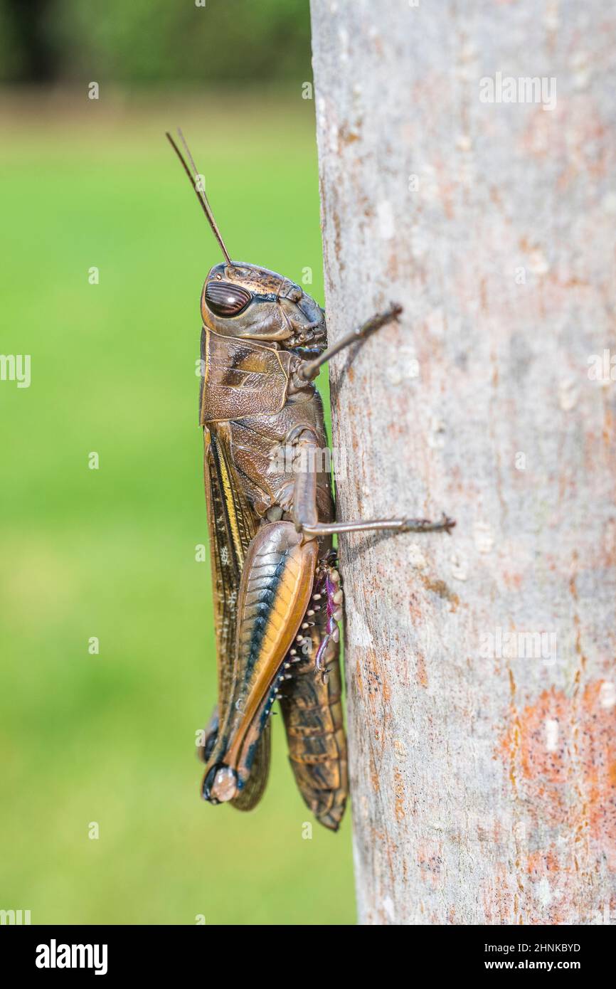Lamenting grasshopper hi-res stock photography and images - Alamy