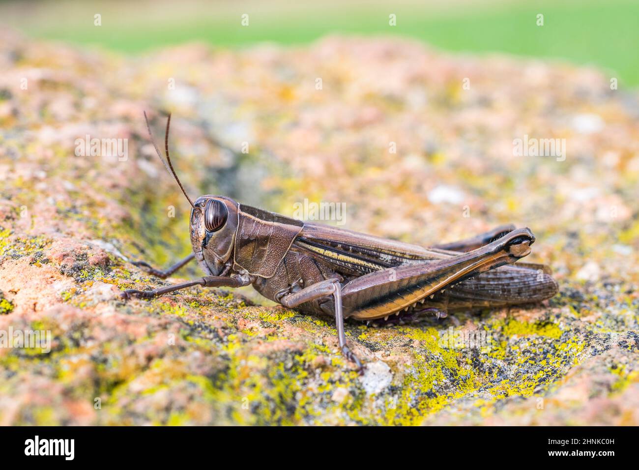 Lamenting grasshopper hi-res stock photography and images - Alamy
