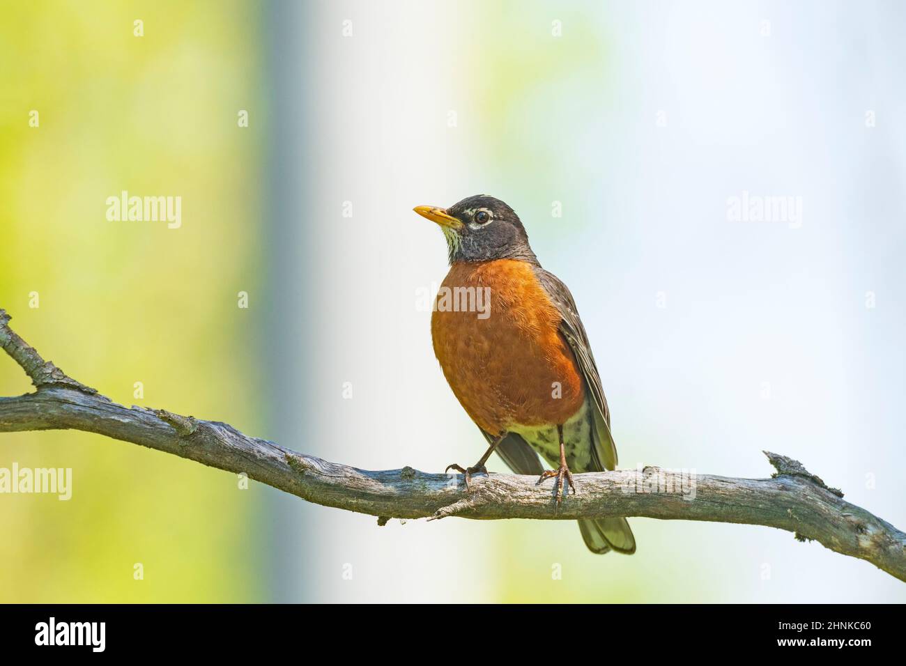 An American Robin Proudly Showing His Colors in Cuyahoga Valley ...