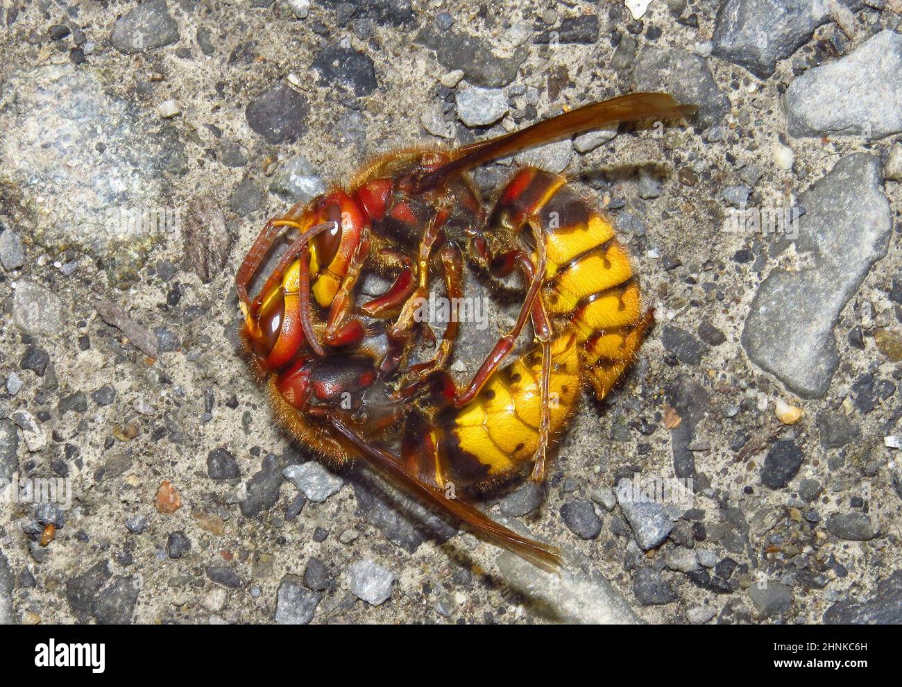 Beschadigungskampf hi-res stock photography and images - Alamy