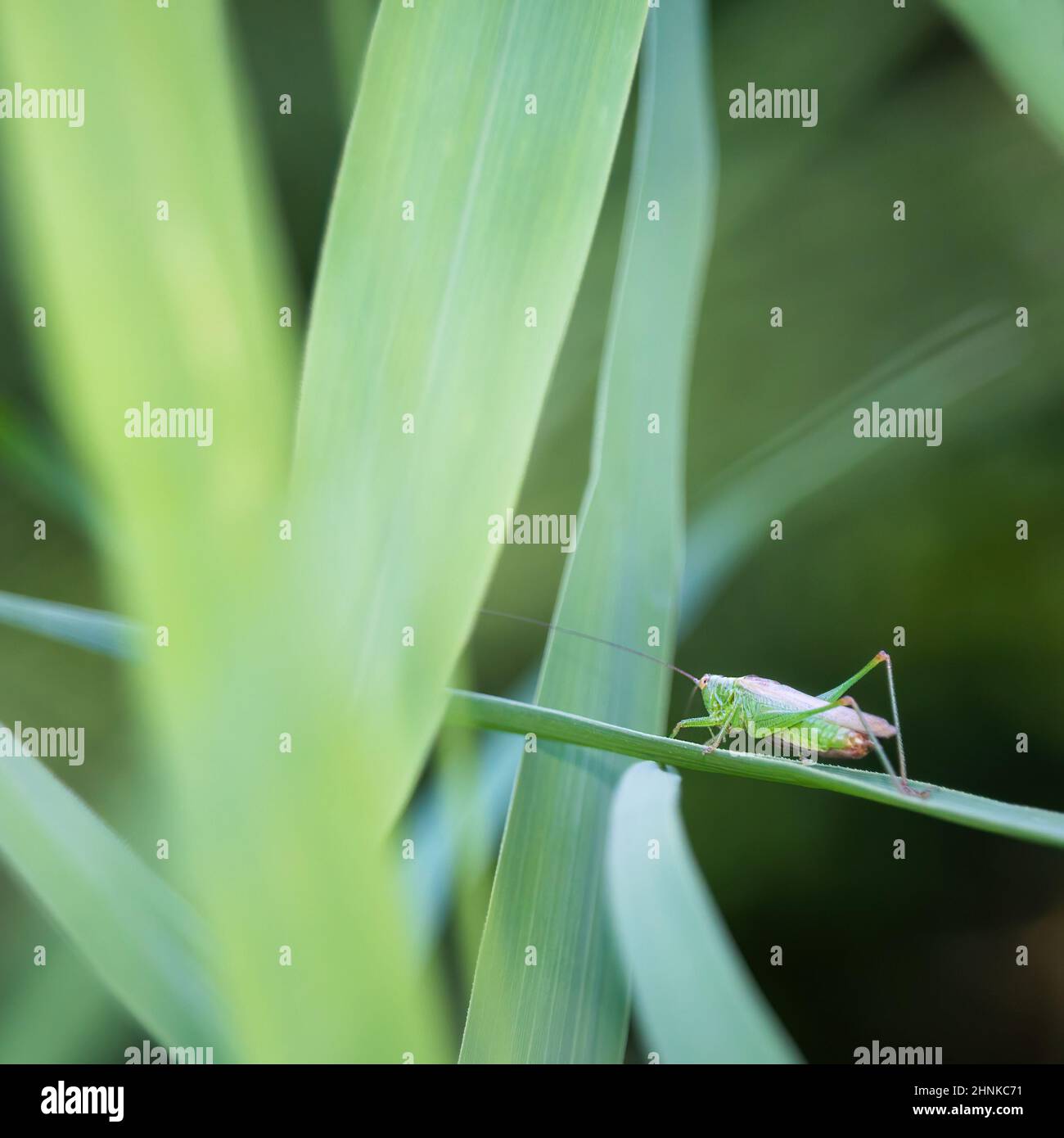 Grasshopper Cricket on a leaf in the reed Stock Photo - Alamy