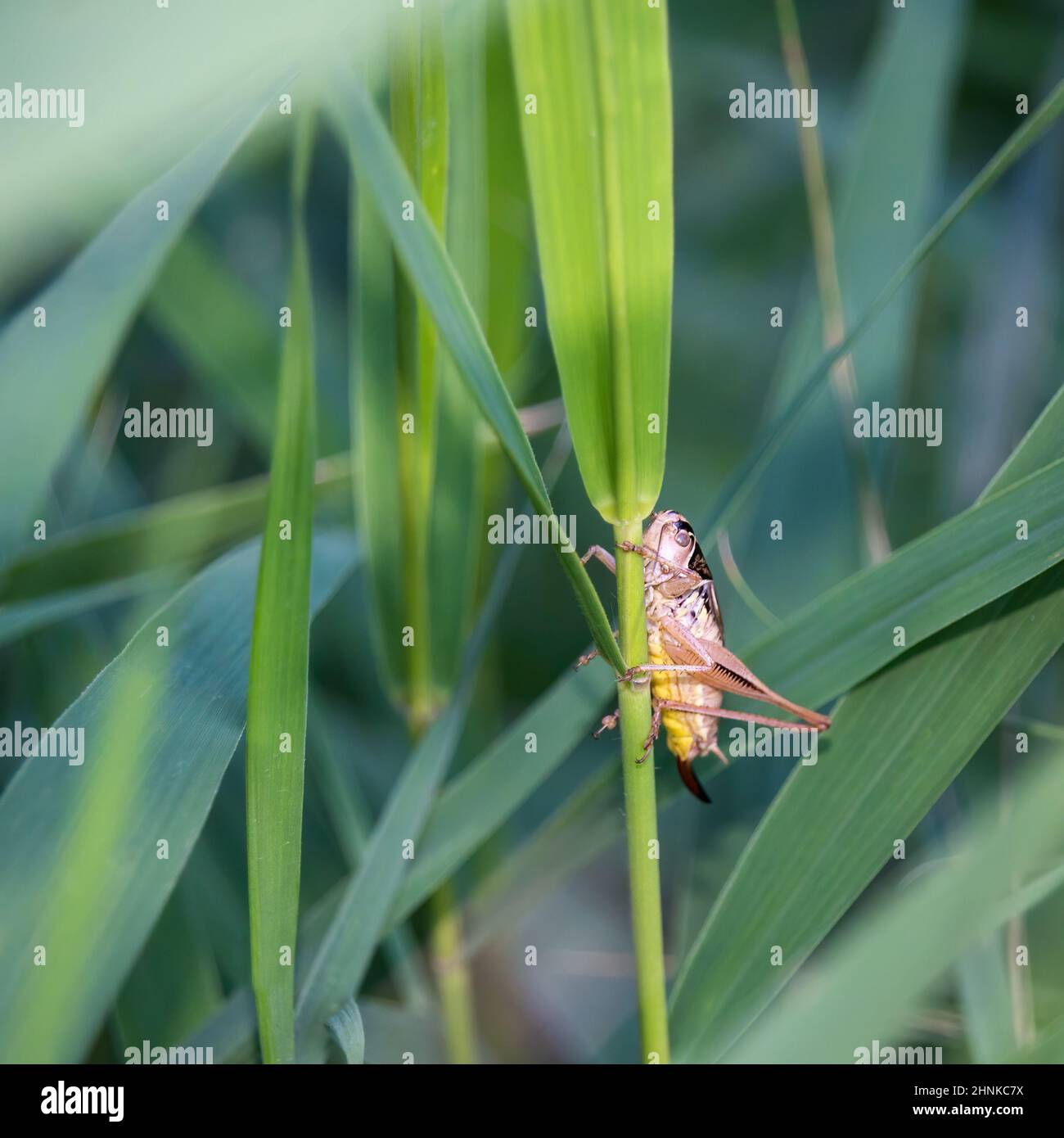 Grasshopper Cricket on a leaf in the reed Stock Photo - Alamy