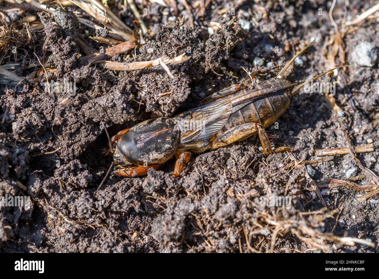 European mole cricket (Gryllotalpa gryllotalpa), digs Stock Photo - Alamy