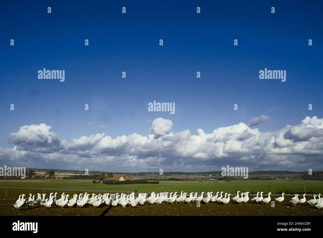 Large group of geese hi-res stock photography and images - Alamy