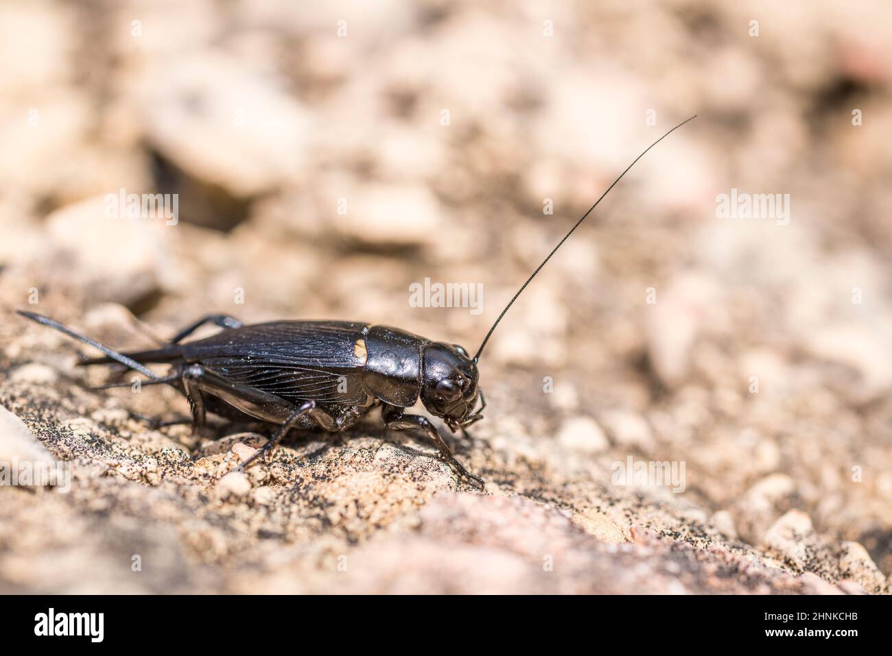 Two-spotted cricket (Gryllus bimaculatus), male Stock Photo - Alamy