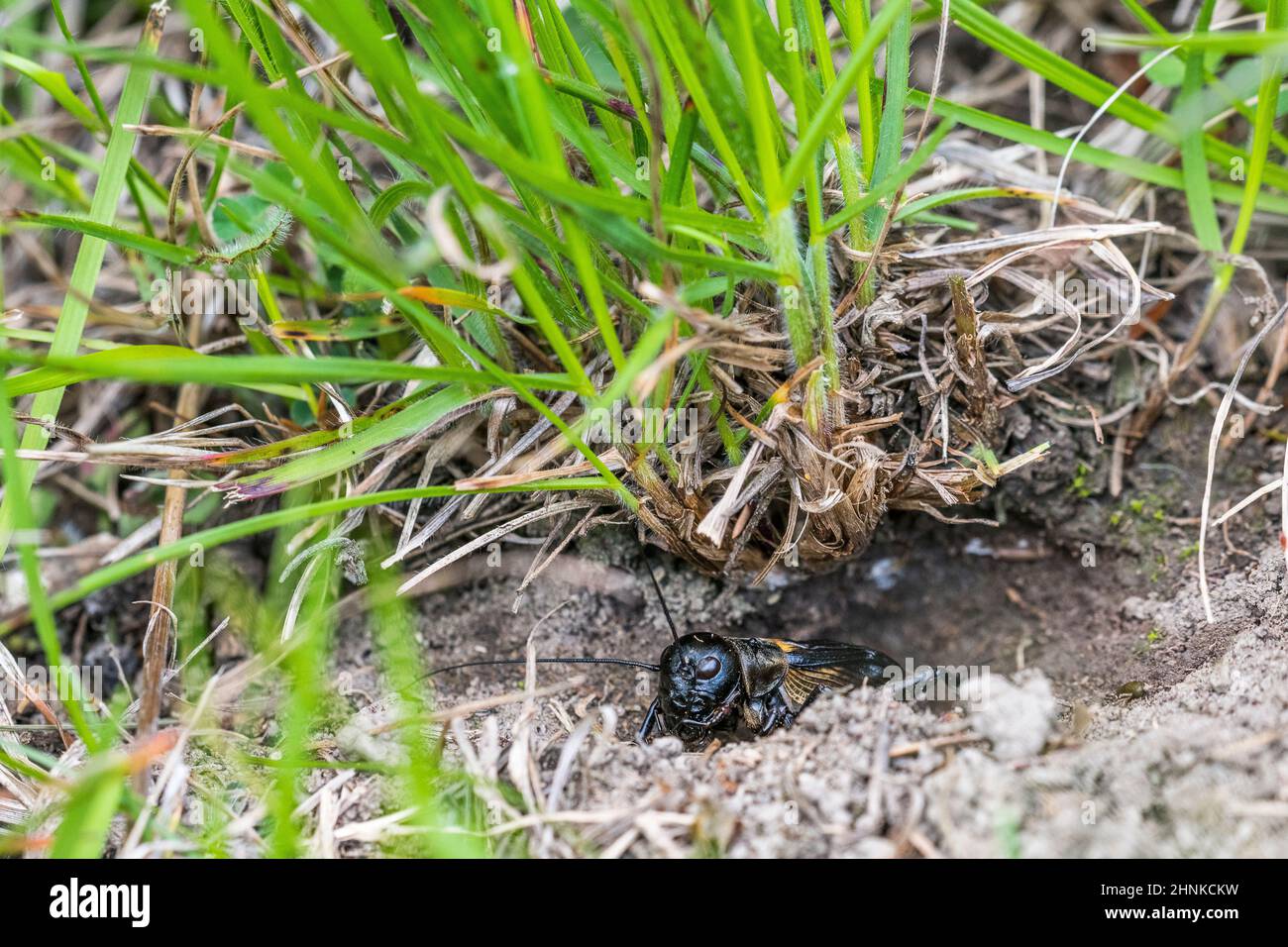 European field cricket or simply the field cricket (Gryllus campestris ...