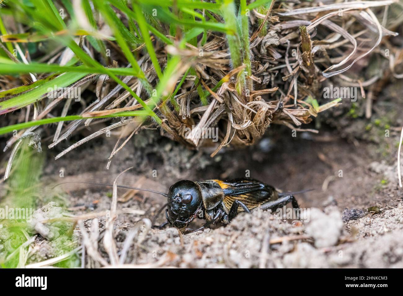 European field cricket or simply the field cricket (Gryllus campestris ...