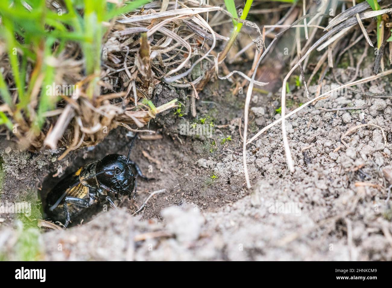European field cricket or simply the field cricket (Gryllus campestris ...