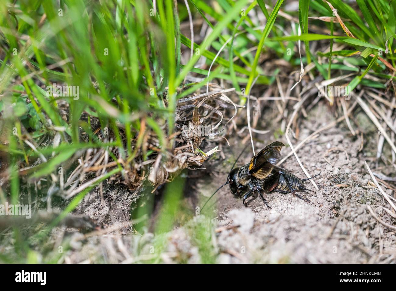 European field cricket or simply the field cricket (Gryllus campestris ...