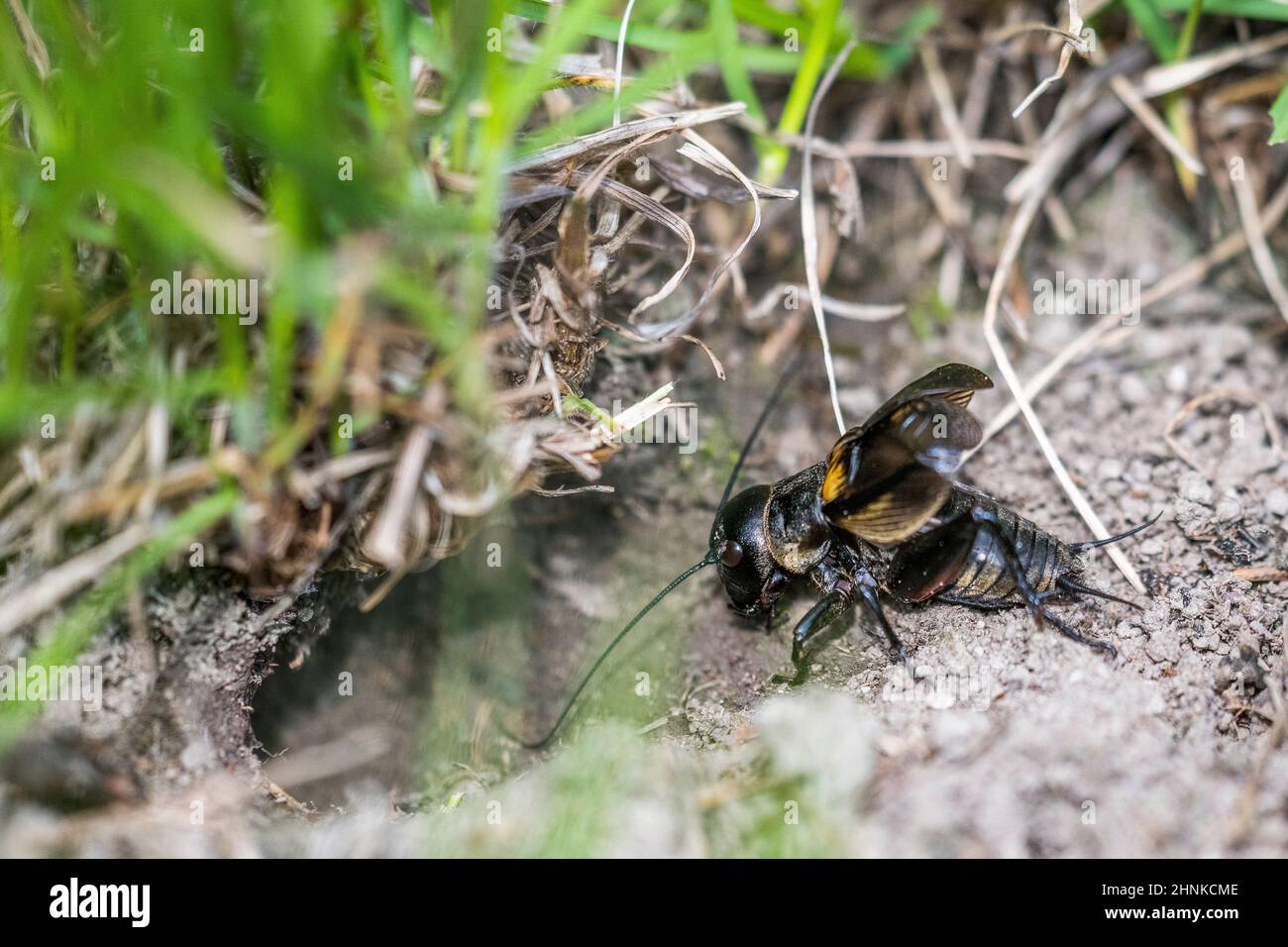 European field cricket or simply the field cricket (Gryllus campestris ...
