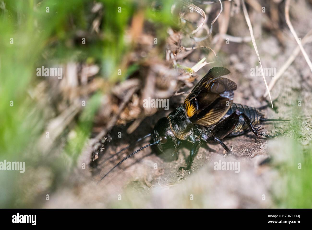 European field cricket or simply the field cricket (Gryllus campestris ...