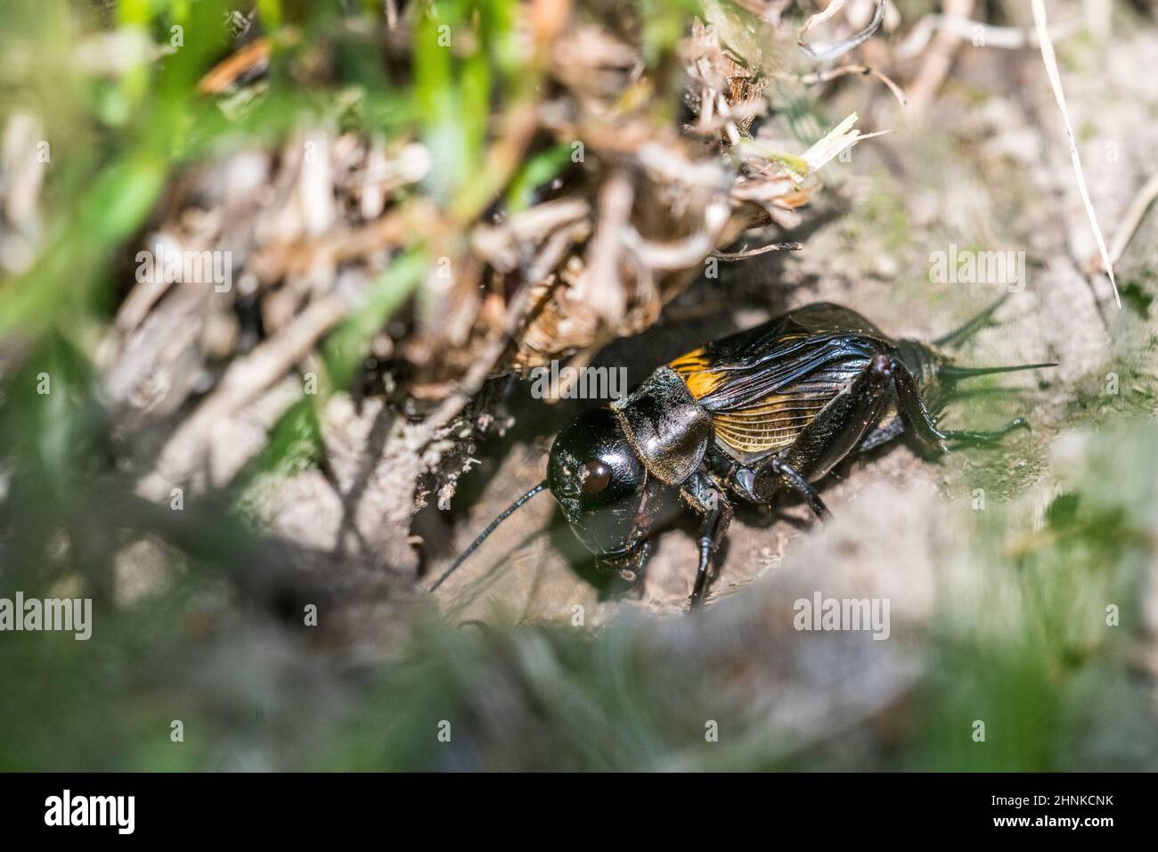 European field cricket or simply the field cricket (Gryllus campestris ...