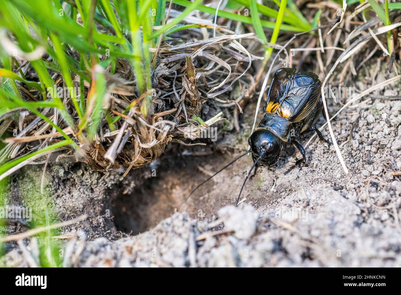 European field cricket or simply the field cricket (Gryllus campestris ...