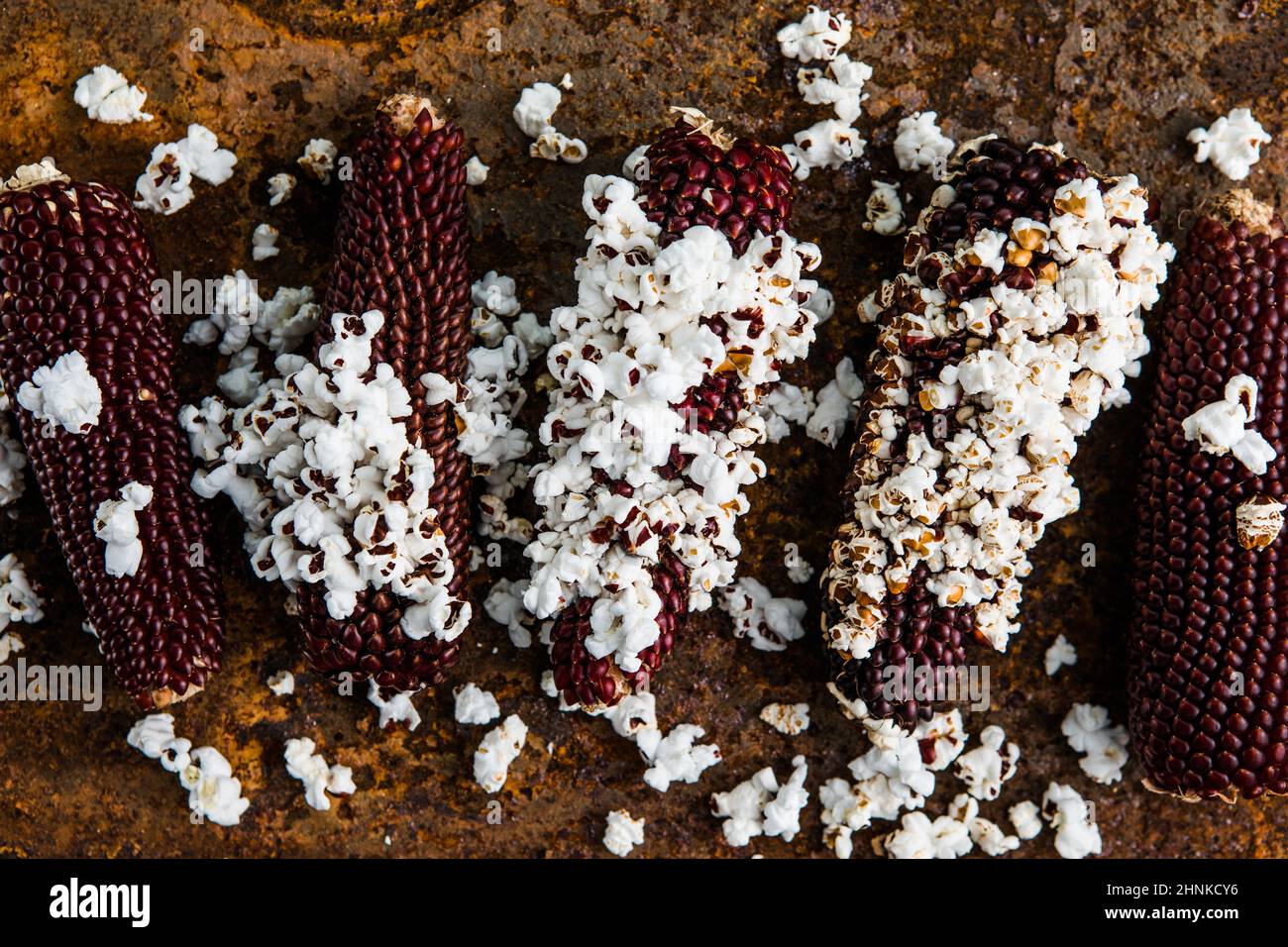 Popcorn corn cob. Multicolored corn texture. Organic farm bio ...