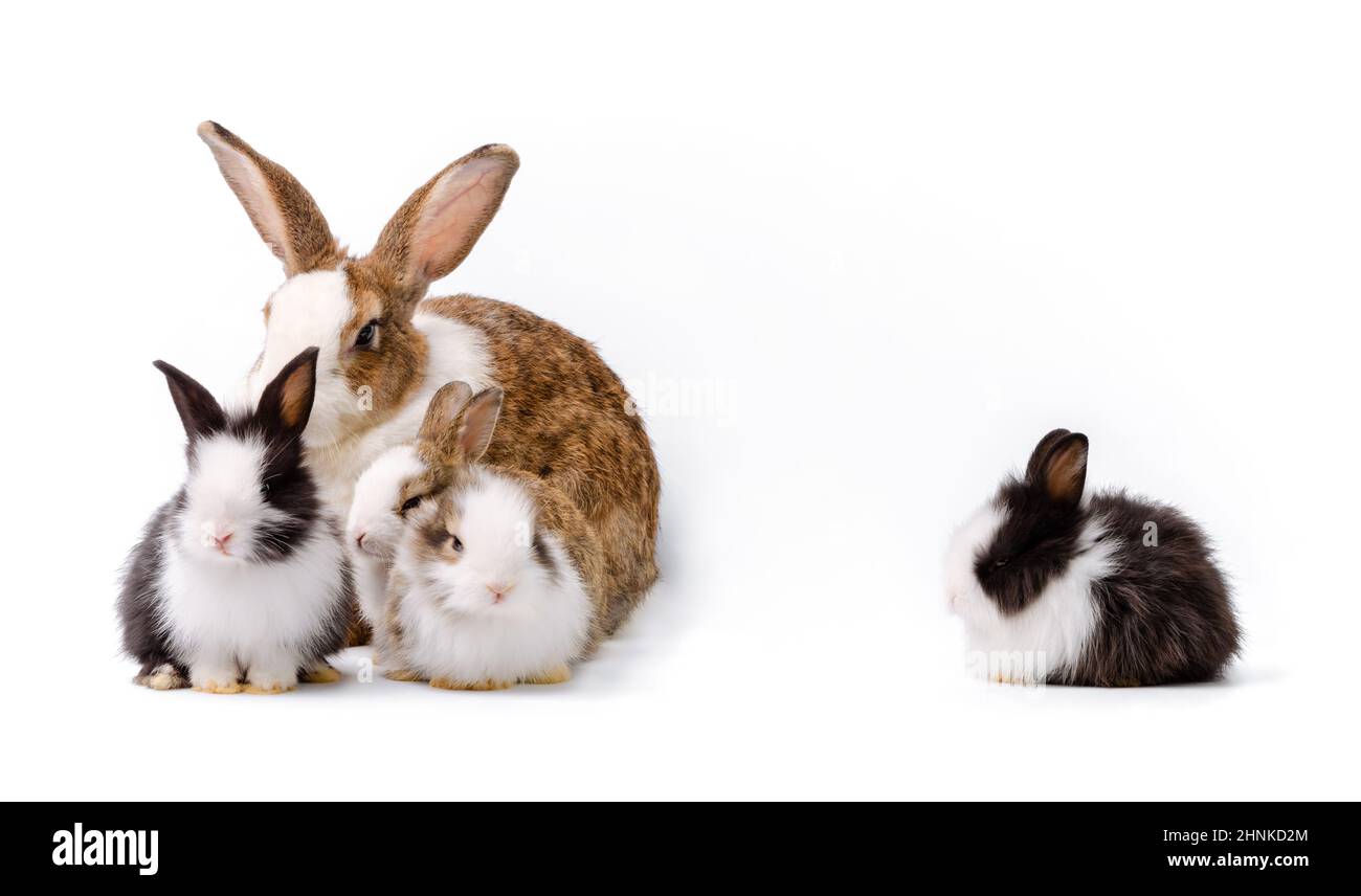 Adorable mother with four baby rabbits isolated on white background ...