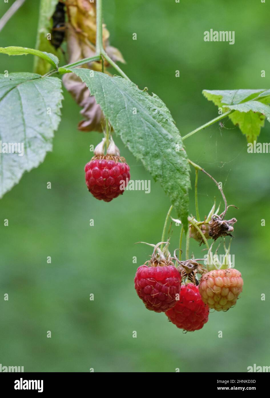 Red Raspberry close up berries, Bialowieza Forest, Poland, Europe Stock ...