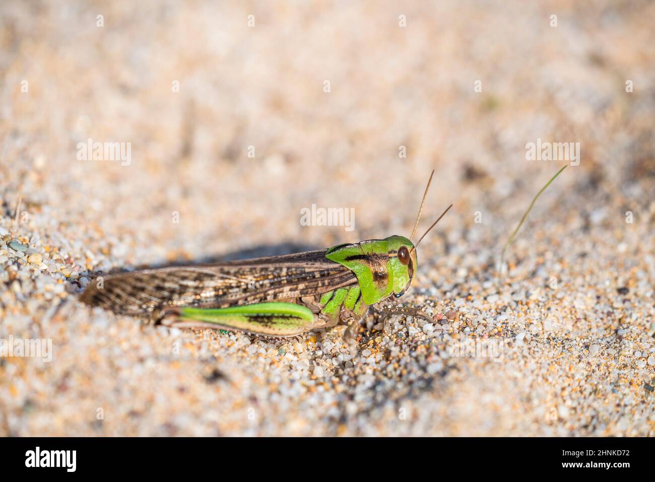 Tropical migratory locust hi-res stock photography and images - Alamy