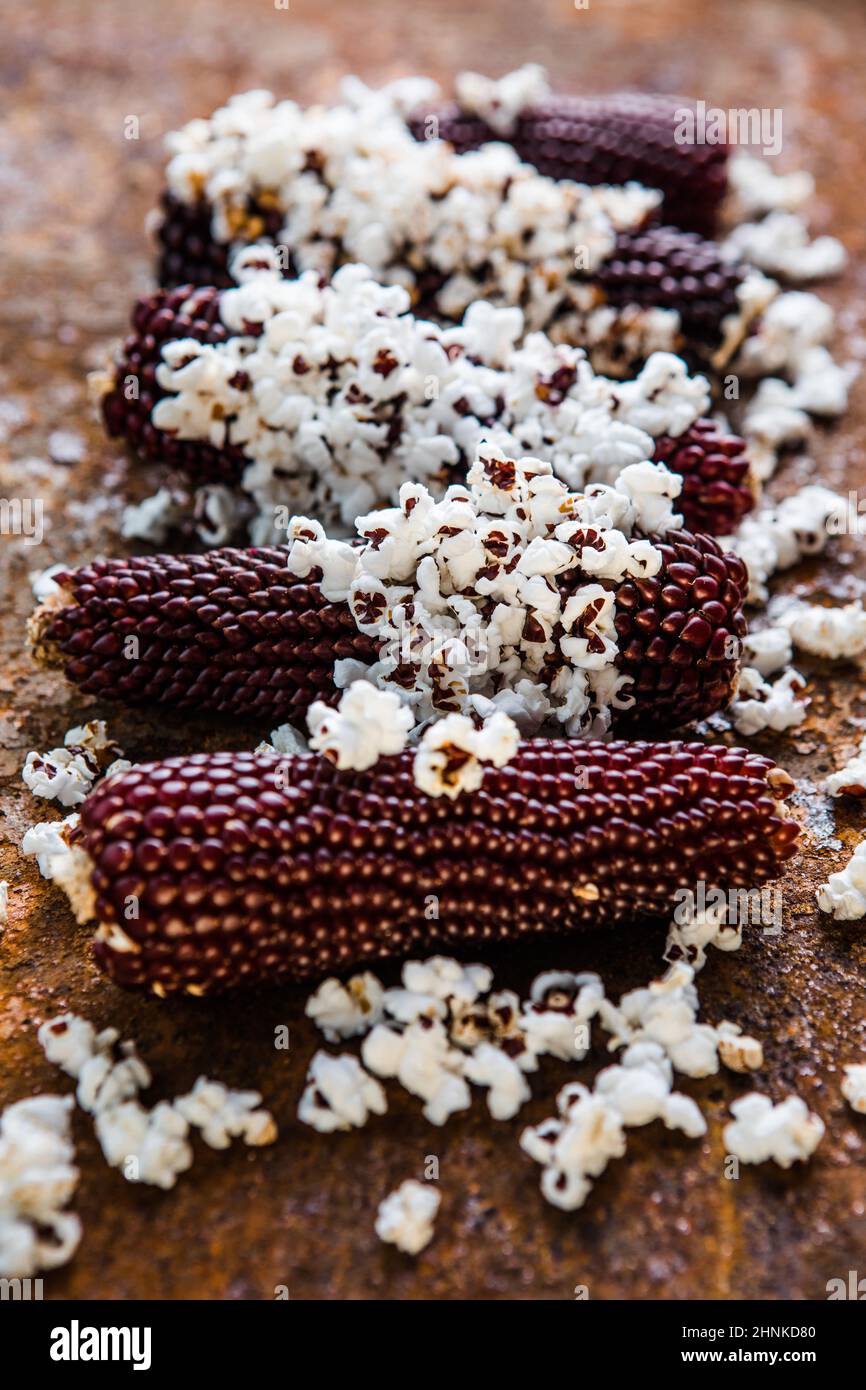 Popcorn cobs flat lay. Colored corn cobs. Organic farm bio vegetables ...