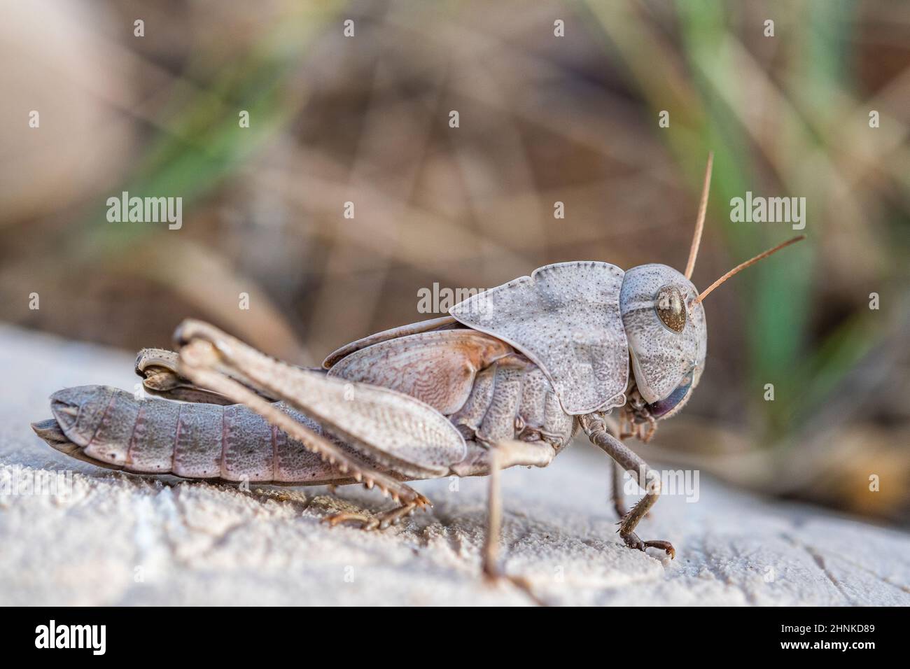 Migratory locust (Locusta migratoria) juvenile Stock Photo - Alamy