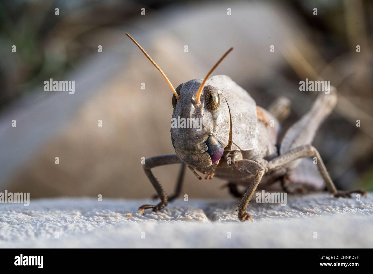 Tropical migratory locust hi-res stock photography and images - Alamy