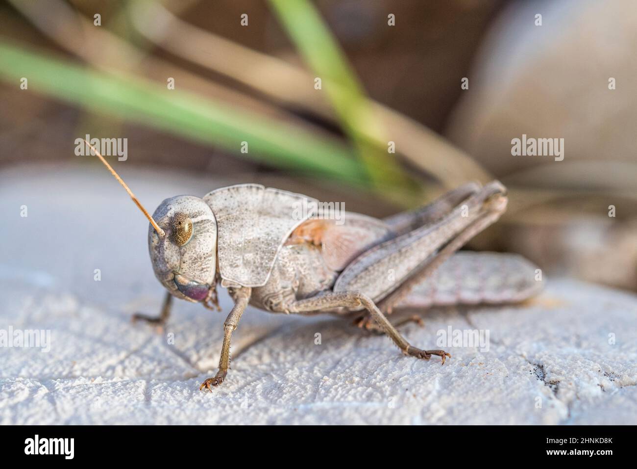 Migratory locust (Locusta migratoria) juvenile Stock Photo - Alamy