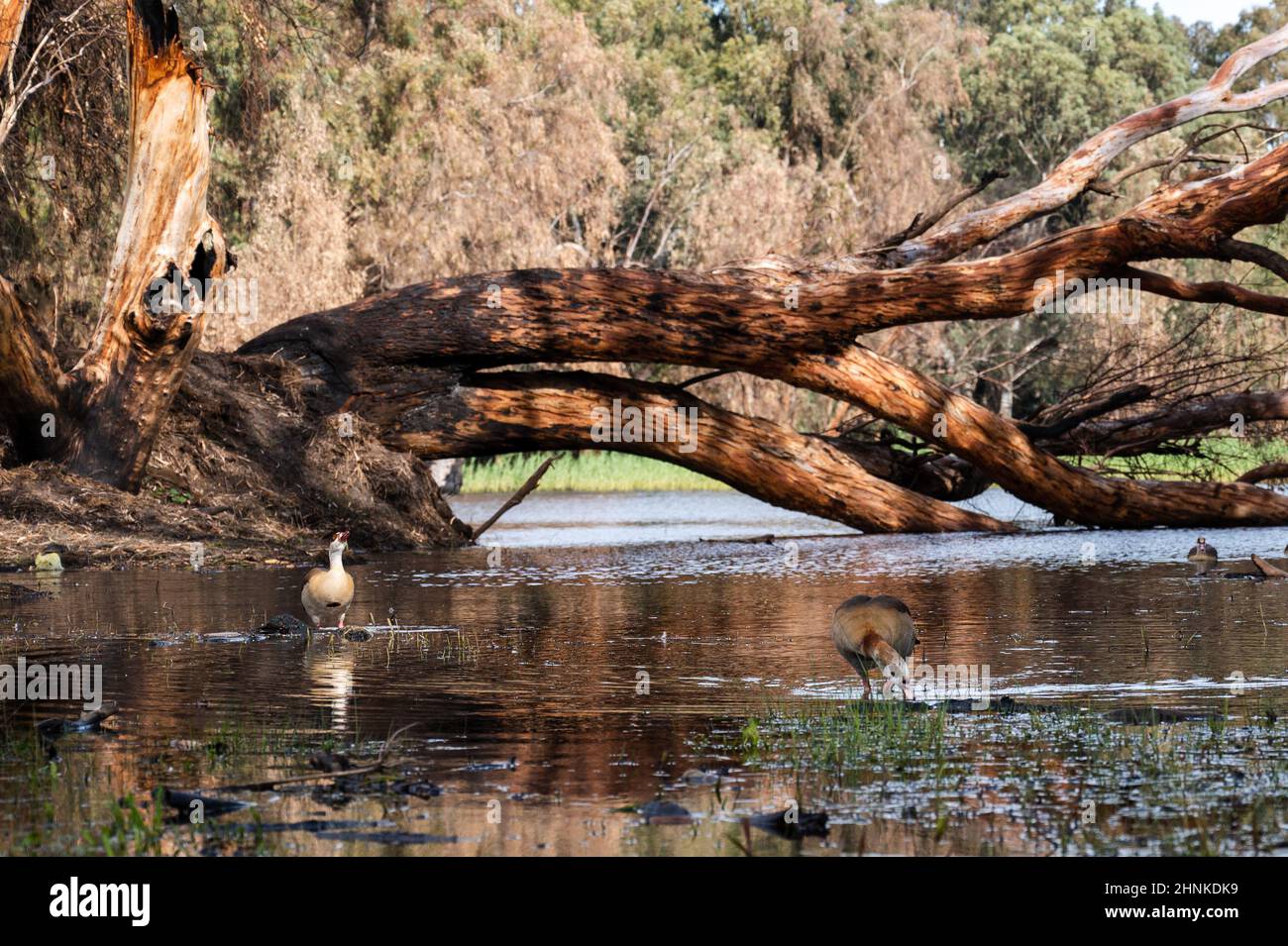 Beautiful Egyptian goose, duck, flew to the Winter Lake in Netanya in ...
