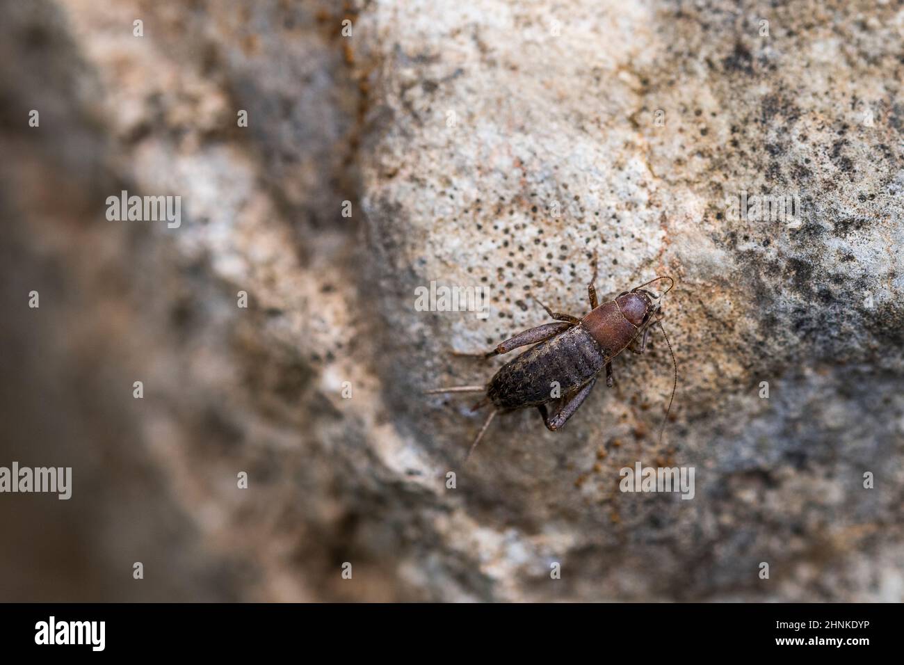 Scale cricket hi-res stock photography and images - Alamy