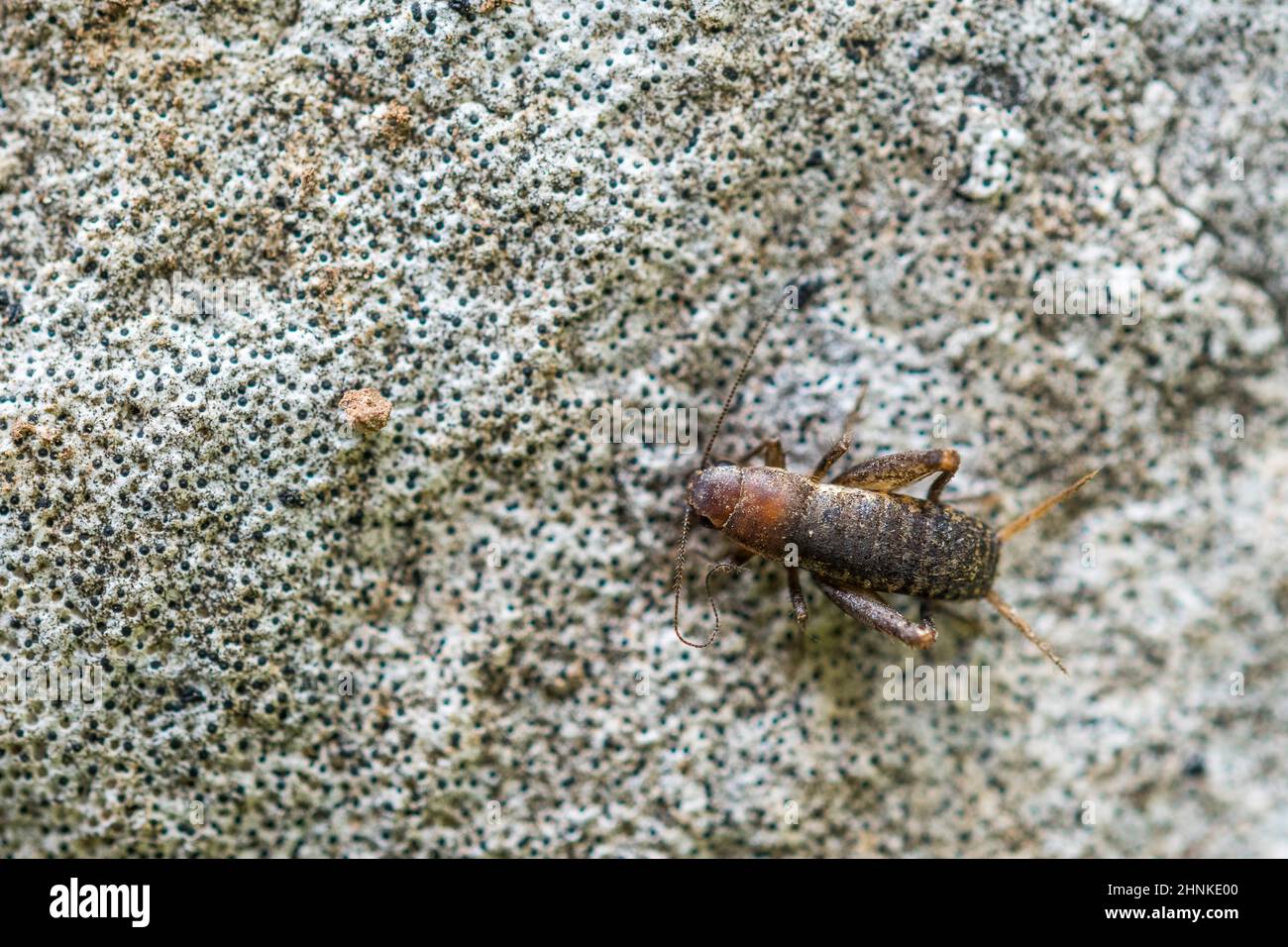 Brown Scale-cricket (Mogoplistes brunneus), male Stock Photo - Alamy