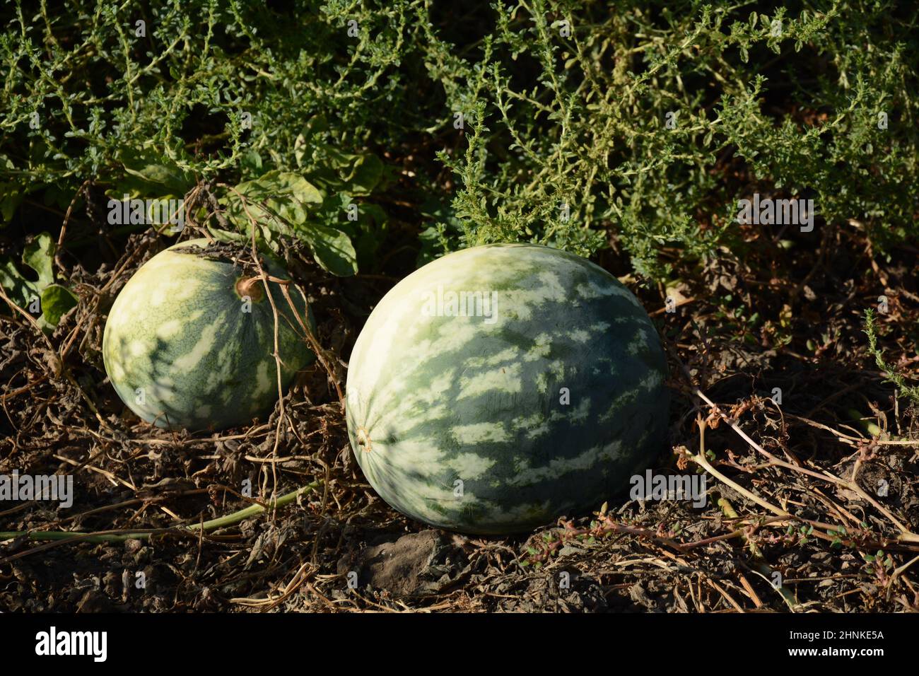 Watermelon growing in the field. Agriculture. Ripe watermelons on the ...