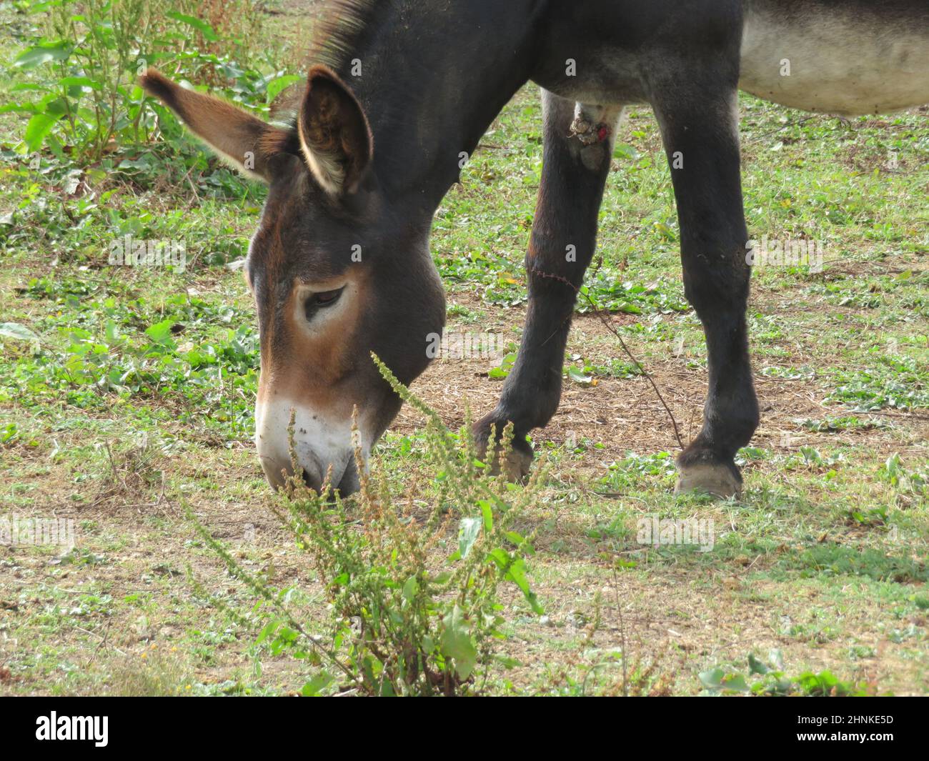 beautiful animal donkey donkey domestic riding walk work grass Stock ...