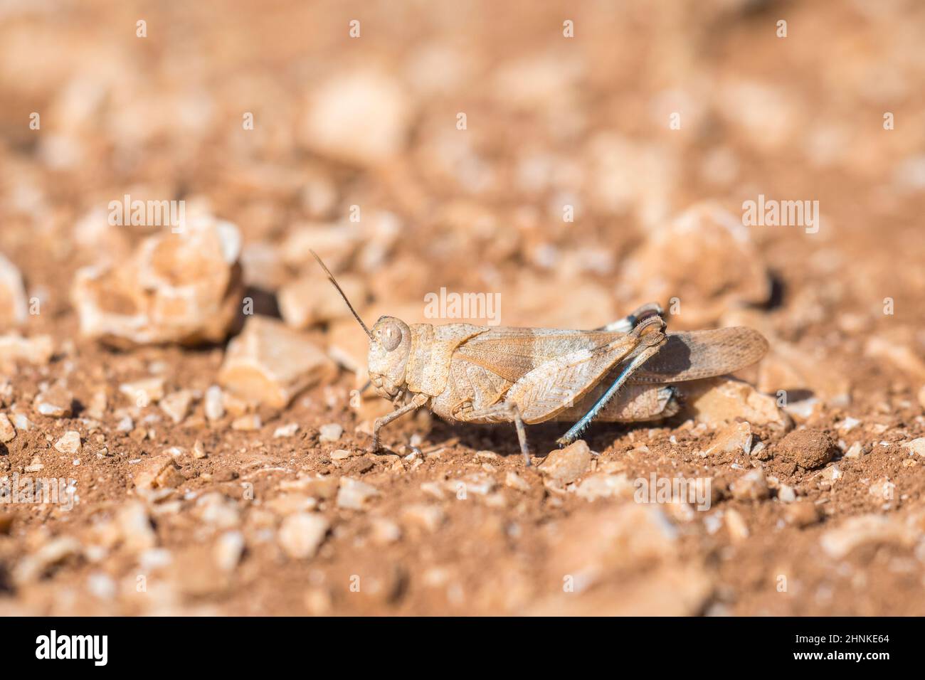 Blue-winged grasshopper (Oedipoda caerulescens Stock Photo - Alamy