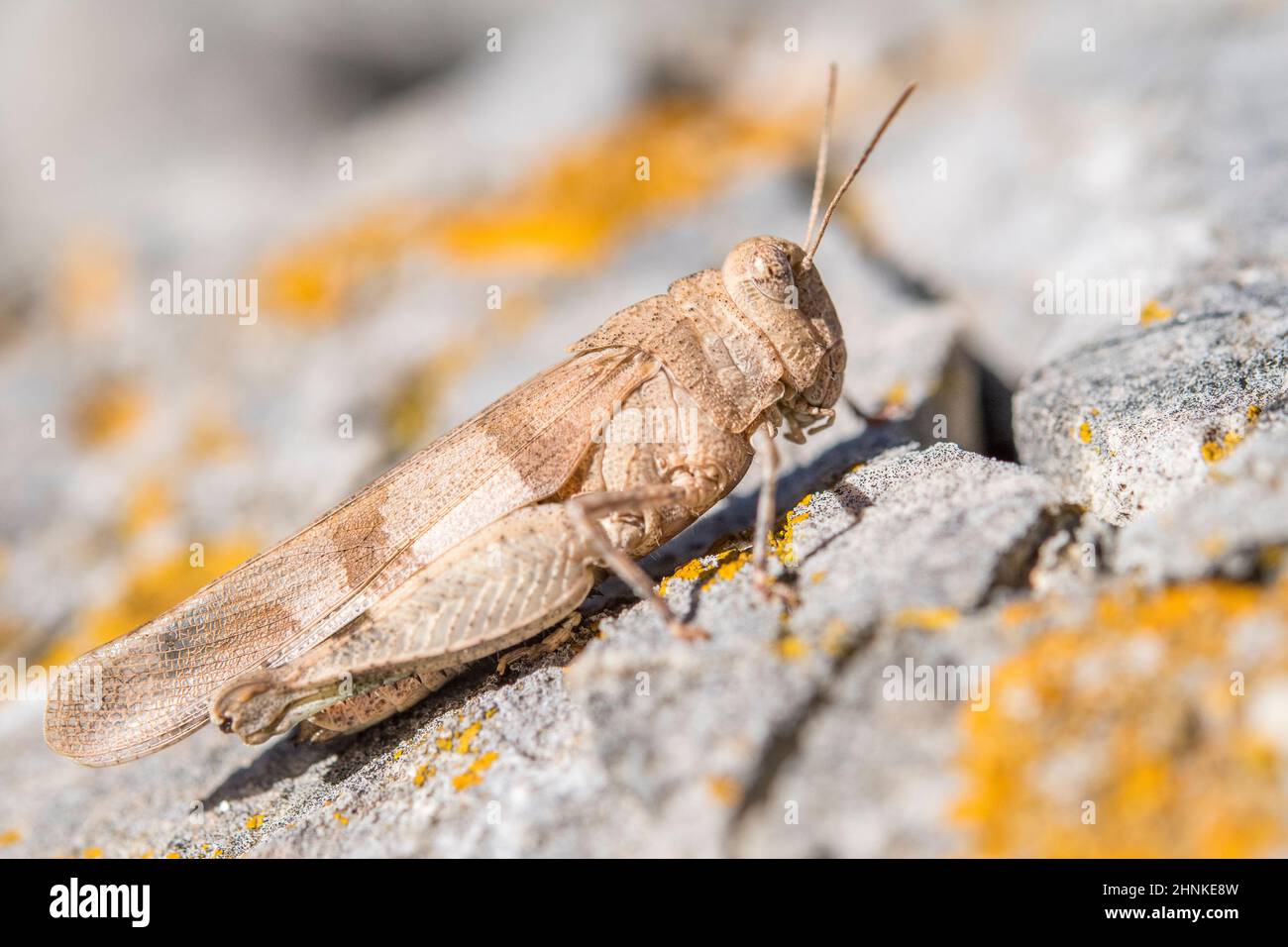 Blue-winged grasshopper (Oedipoda caerulescens Stock Photo - Alamy