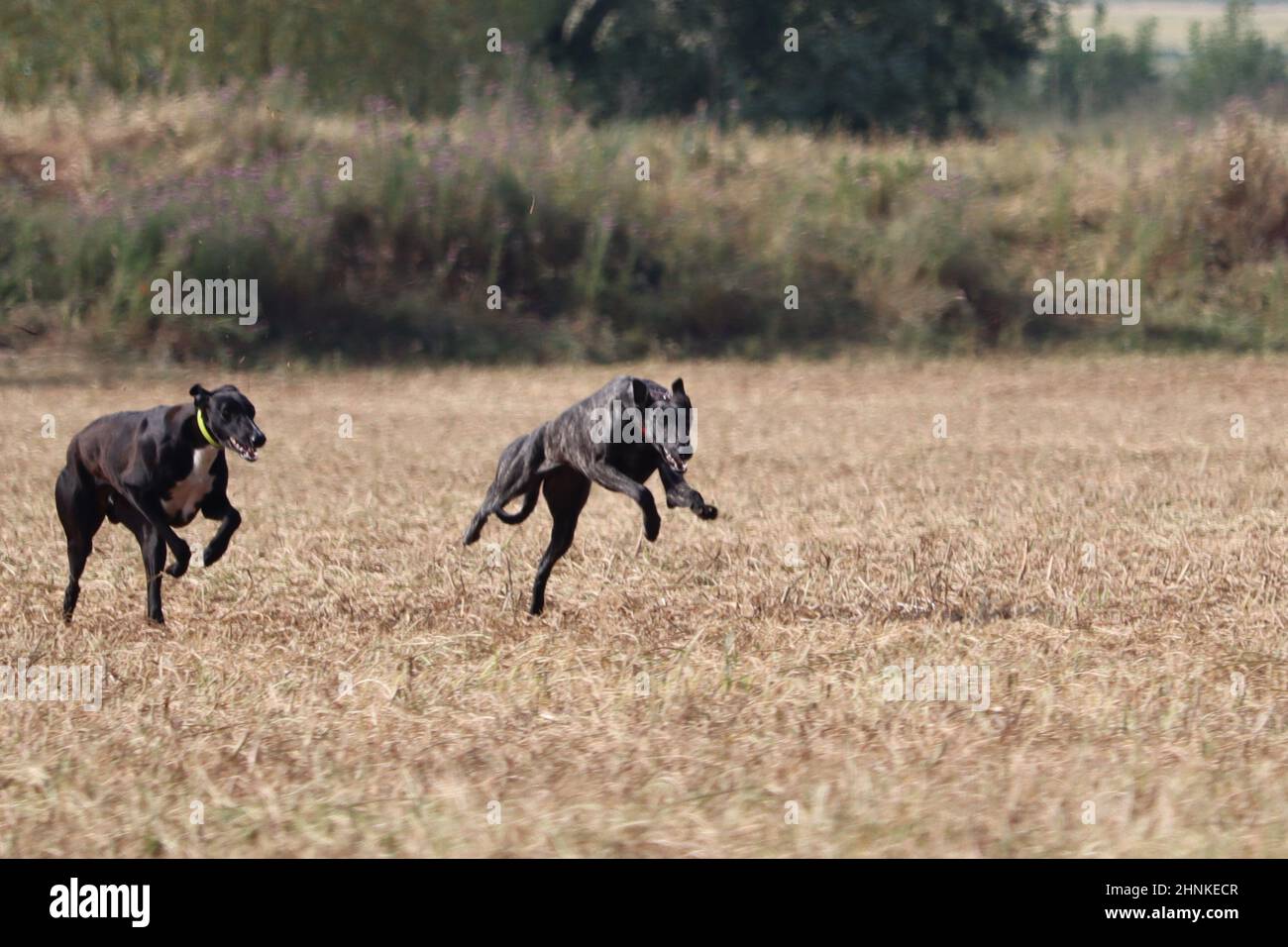 Spanish greyhound dog race hare hunting speed delivers passion Stock ...