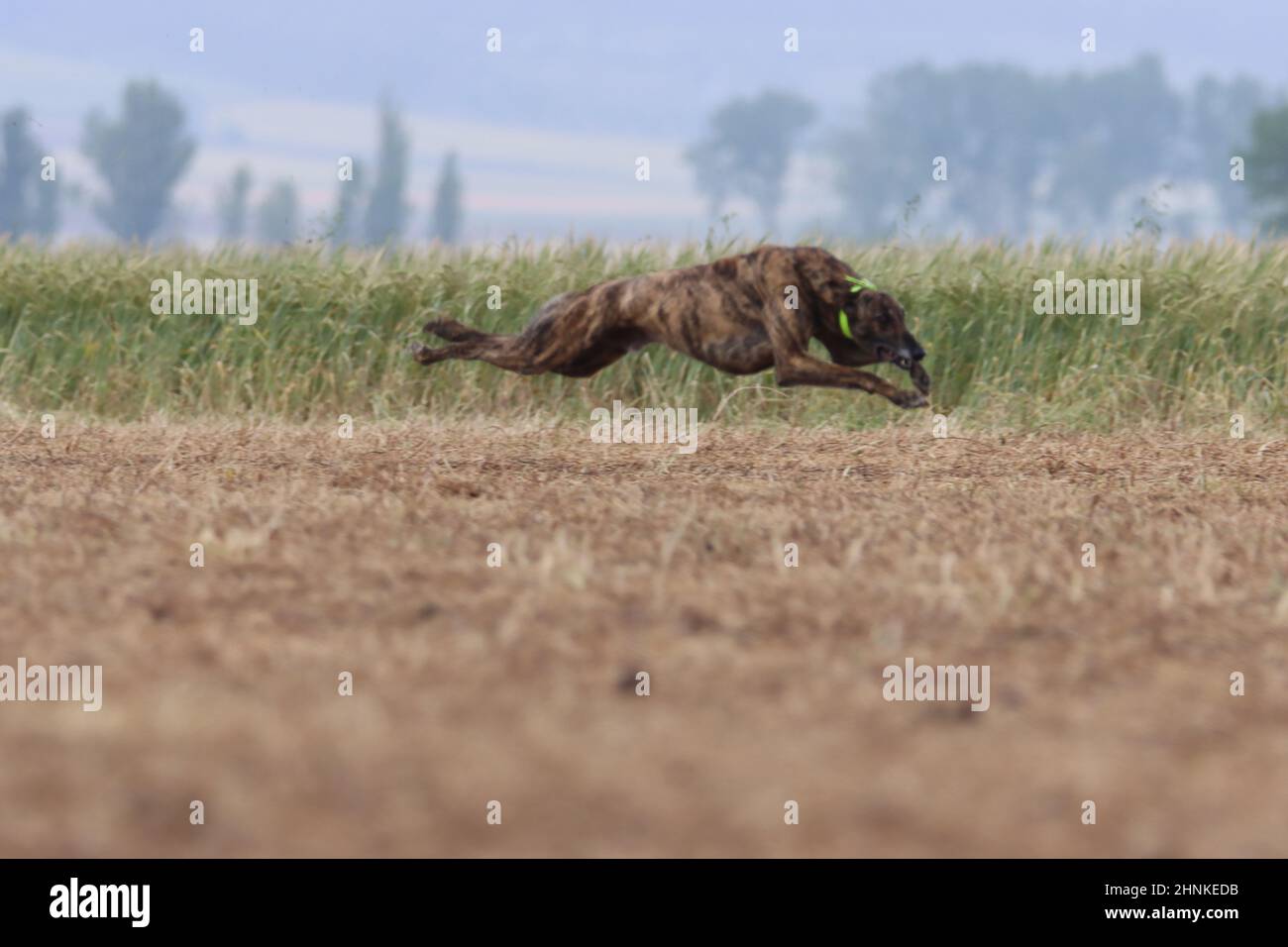 Spanish greyhound dog race hare hunting speed delivers passion Stock ...