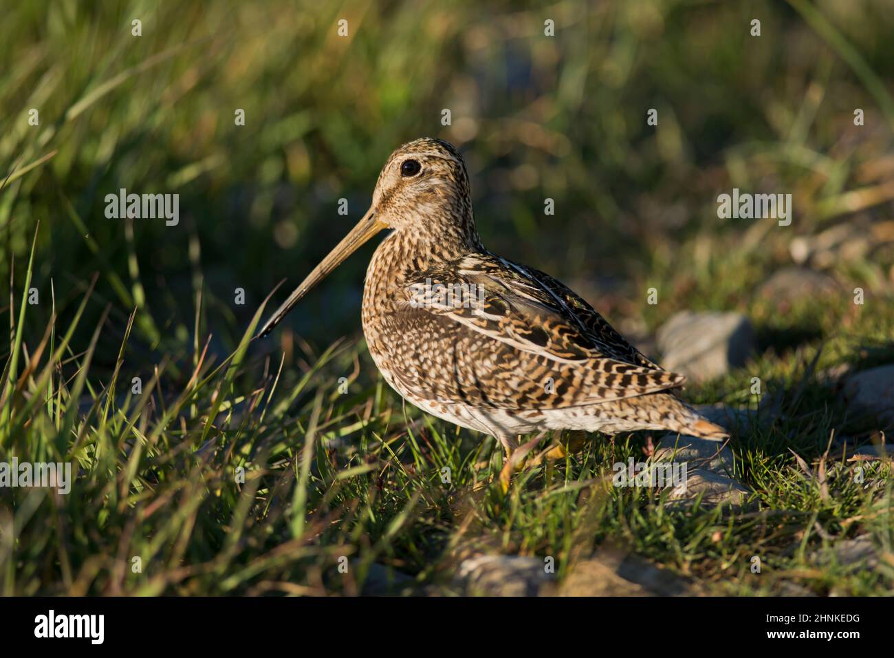 South American snipe on the grass in the laguna Nimez in Patagonia ...