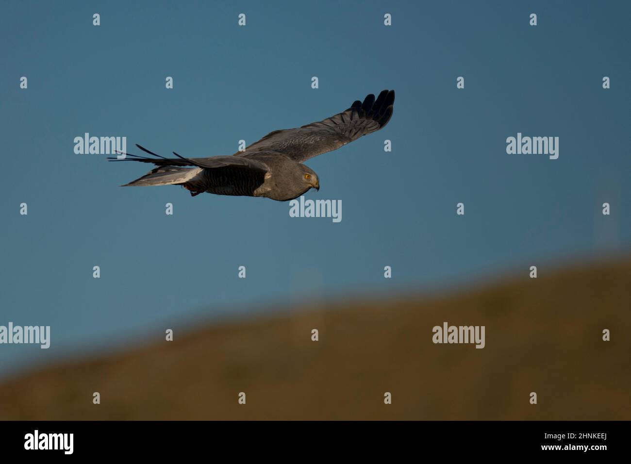 Male cinereous harrier flying in the blue sky, over the Laguna Nimez in ...