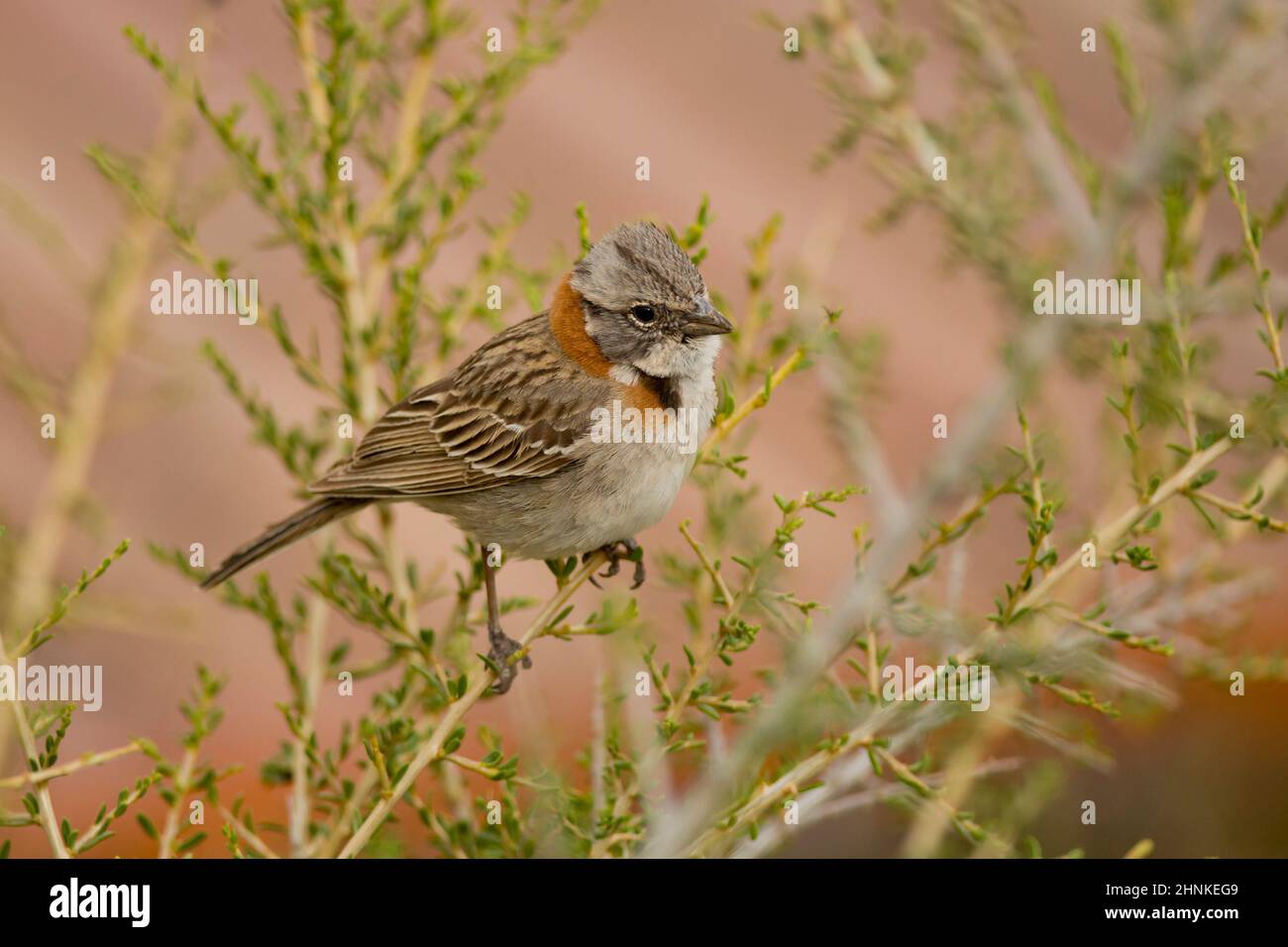 Rufous-collared sparrow, typical of South America, also called chingolo ...