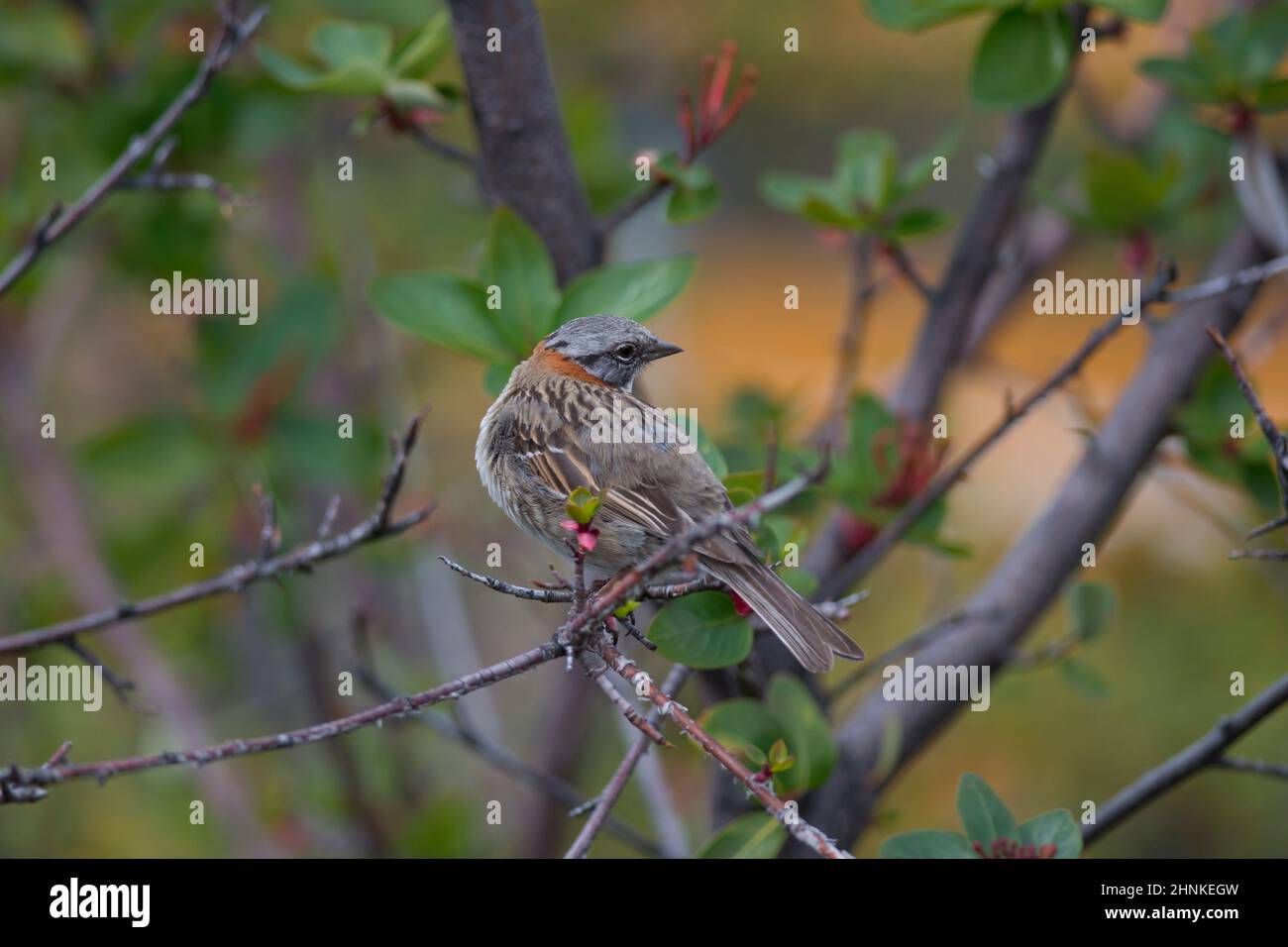 Rufous-collared sparrow, typical of South America, also called chingolo ...