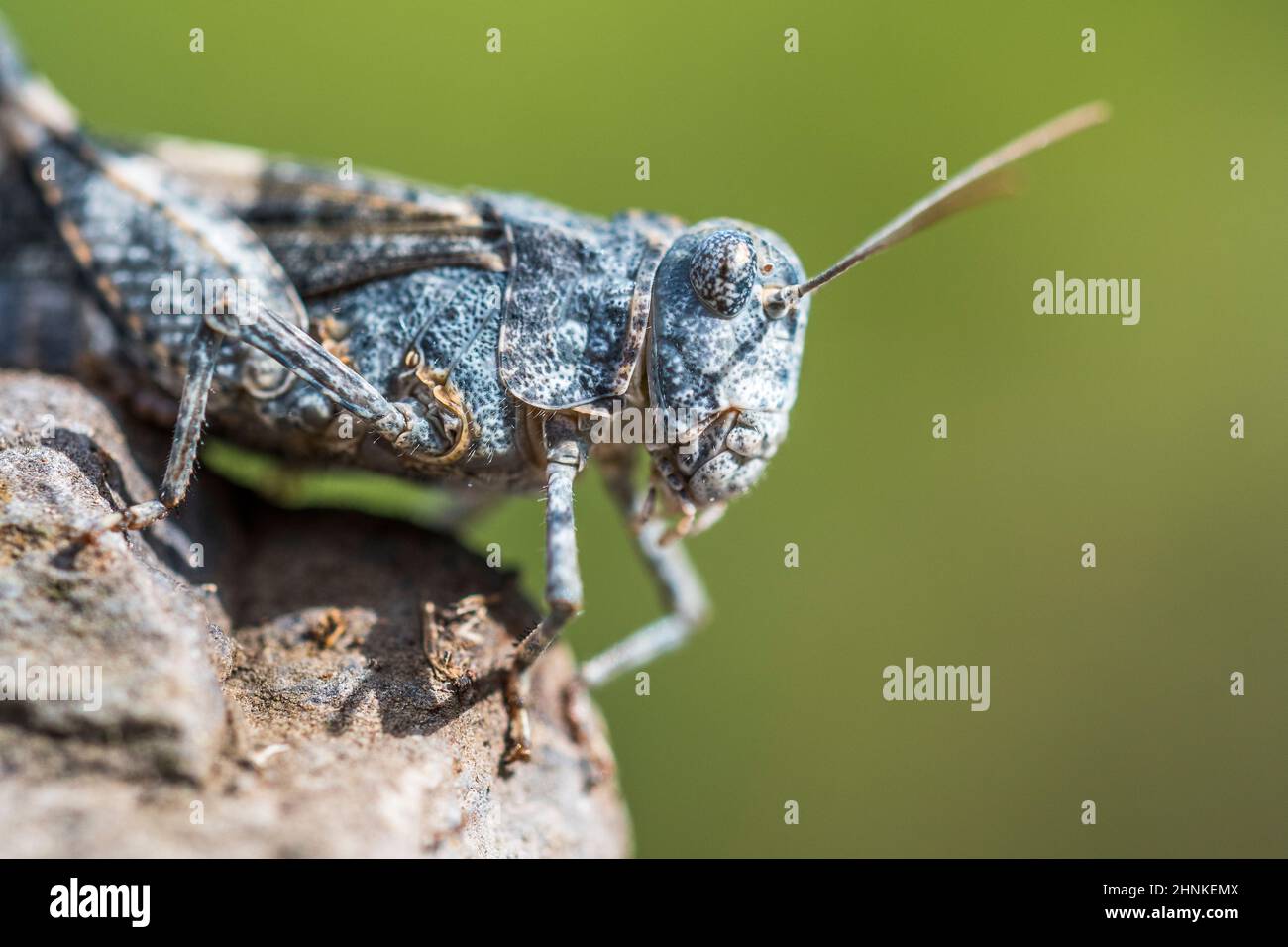 Red winged grasshopper oedipoda germanica hi-res stock photography and ...