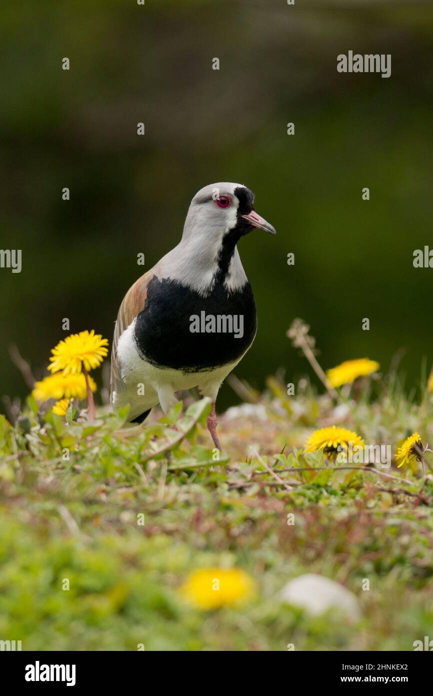 Southern lapwing on the grass. Typical bird of South America, also ...