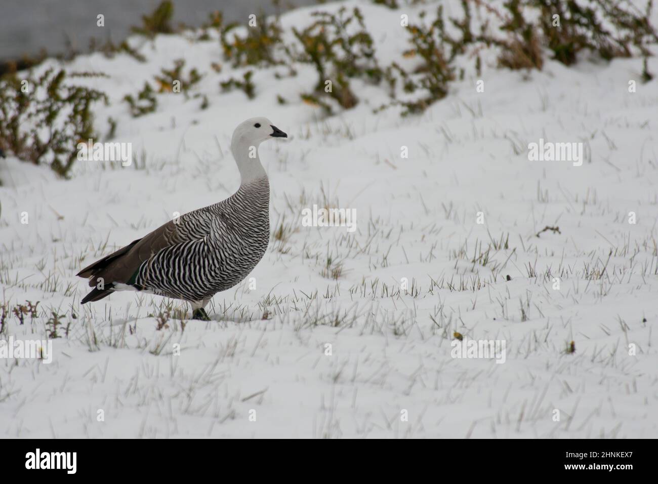 one male upland goose (chloephaga picta) in Ushuaia, Tierra del Fuego ...