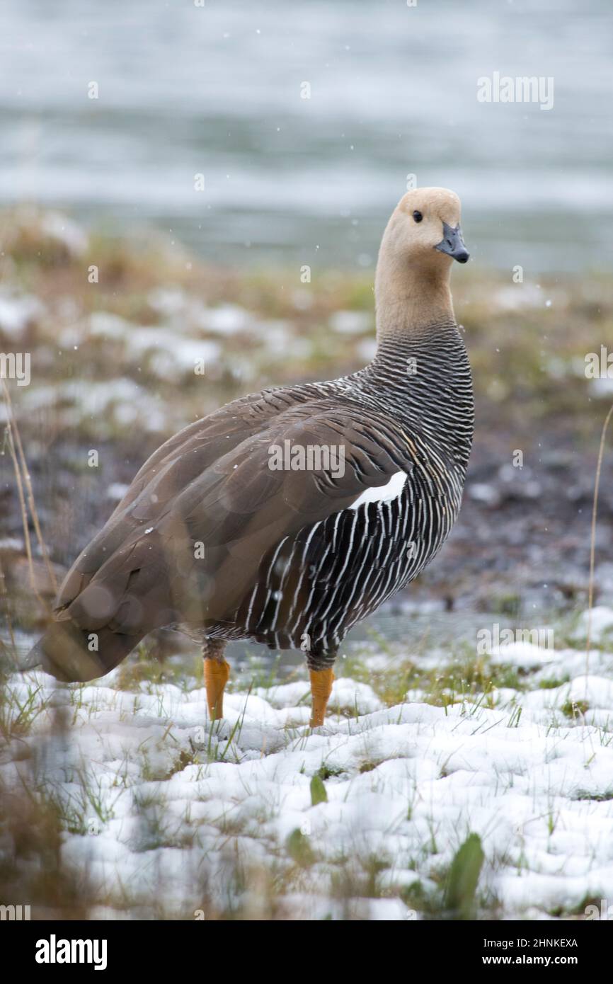 one female upland goose (chloephaga picta) in Ushuaia, Tierra del Fuego ...