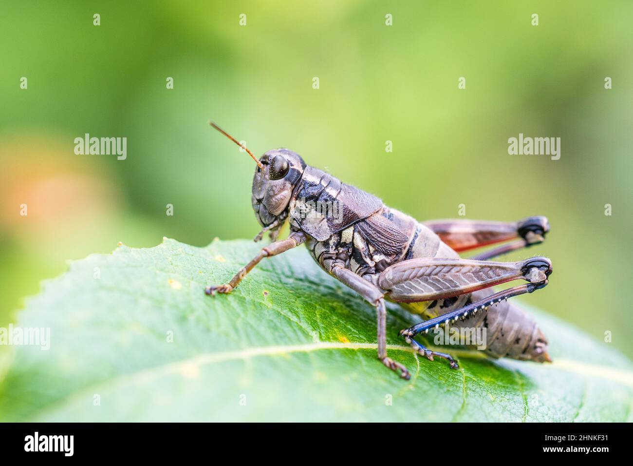 Common Mountain Grasshopper (Podisma pedestris), female Stock Photo - Alamy