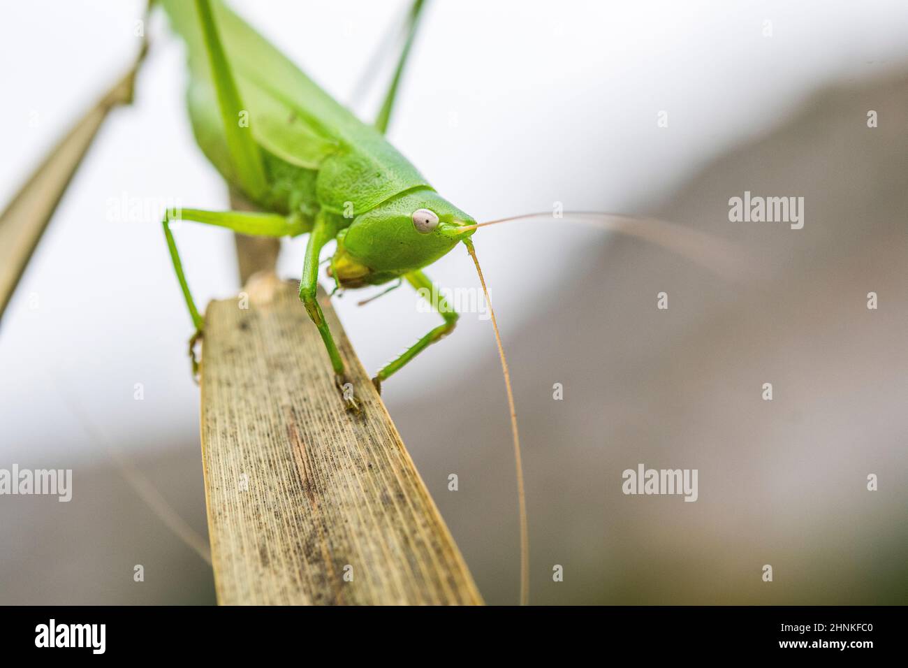 Cone-headed grasshopper (Ruspolia nitidula), female Stock Photo - Alamy