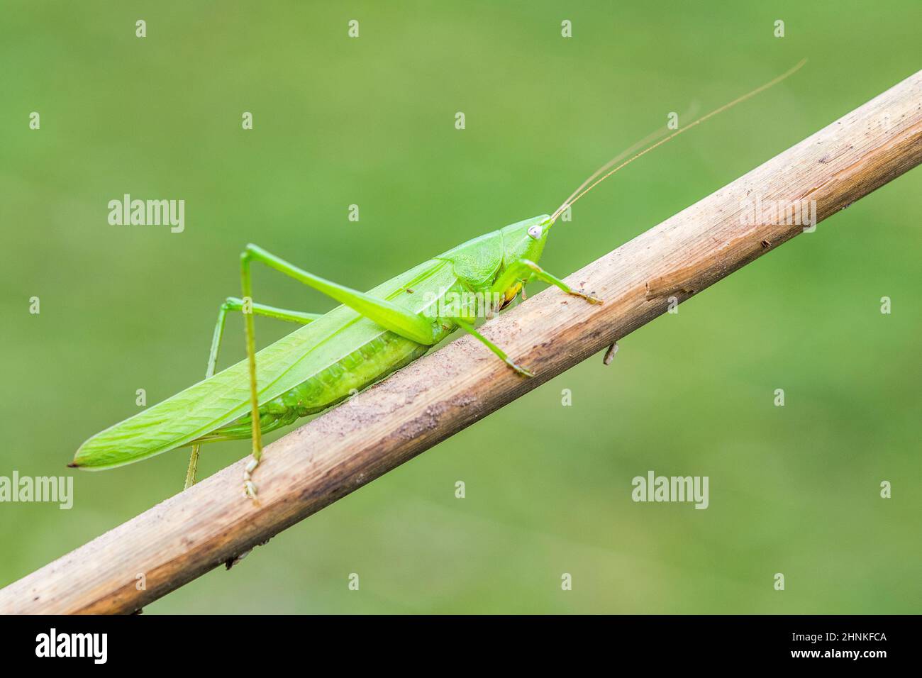 Cone-headed grasshopper (Ruspolia nitidula), female Stock Photo - Alamy
