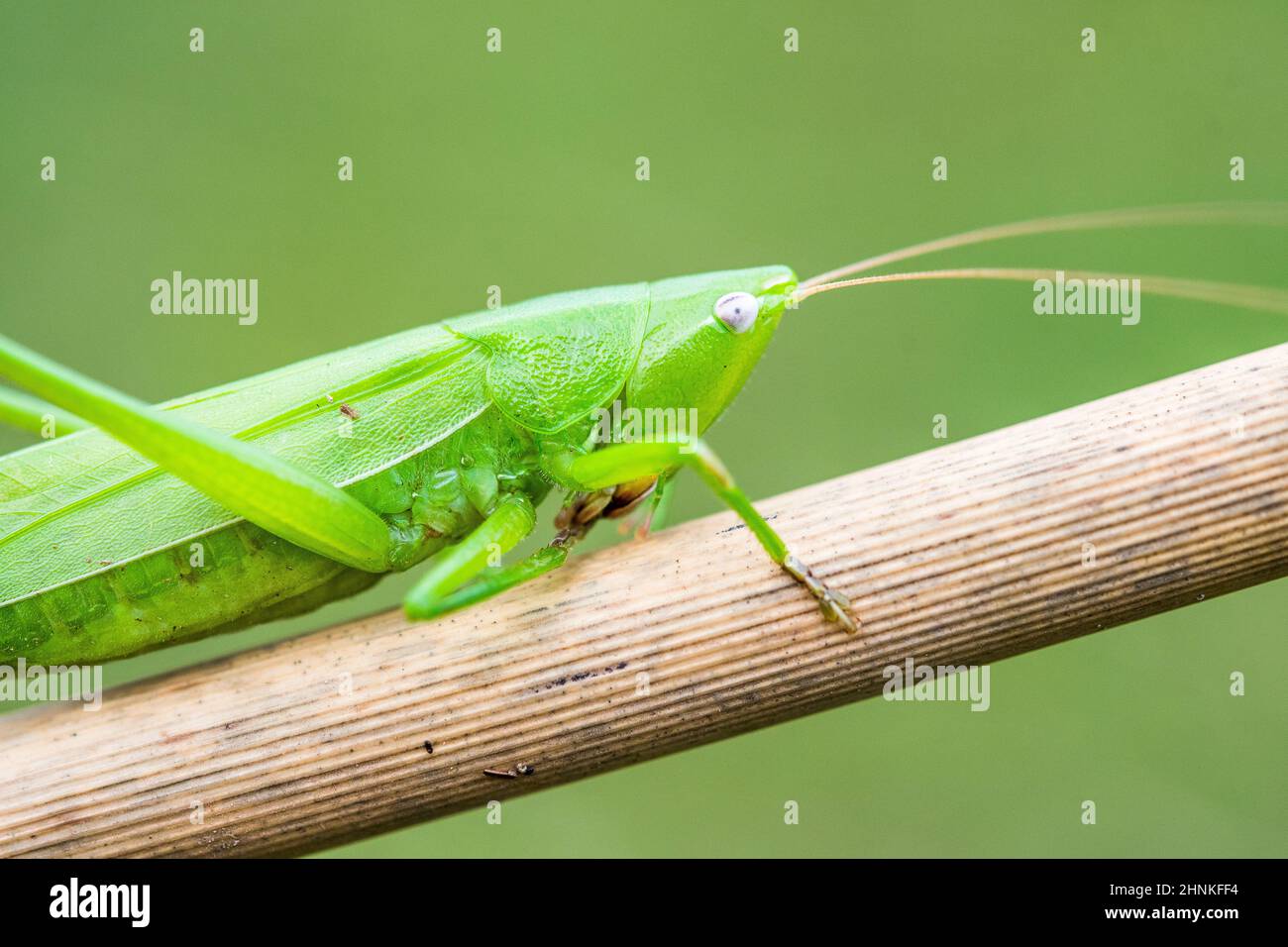 Cone-headed grasshopper (Ruspolia nitidula), female Stock Photo - Alamy
